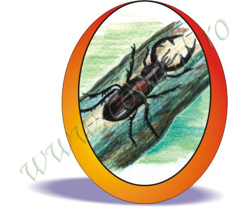 radasca-stag_beetle-cerf_volant_lucane-hirschkafer - Dictionar | Copilul.ro