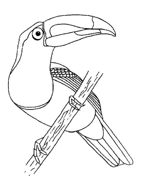 Tucan | Animale | Educatie | Copilul.ro