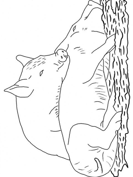 Porci | Animale | Educatie | Copilul.ro