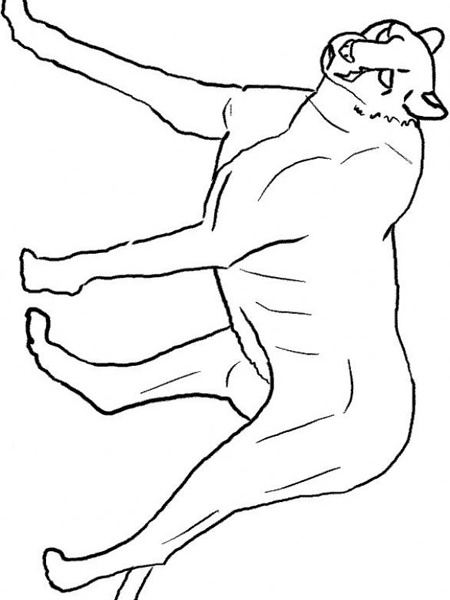 Pantera | Animale | Educatie | Copilul.ro