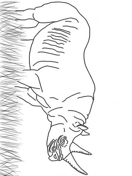 Rinocer 2 | Animale | Educatie | Copilul.ro