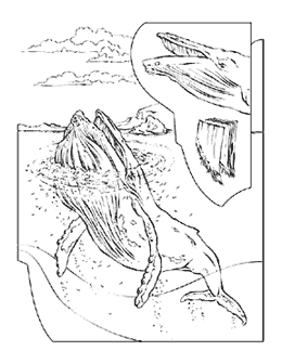 Balene cu cocoasa | Animale | Educatie | Copilul.ro