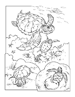 Broaste testoase comestibile | Animale | Educatie | Copilul.ro