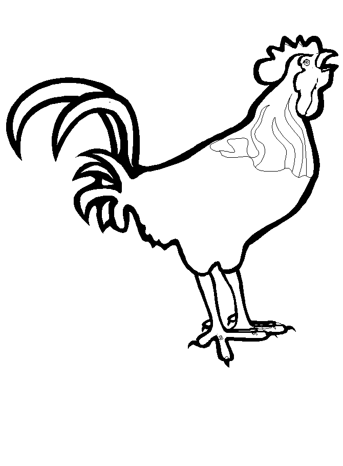 Cocos cantand | Animale | Educatie | Copilul.ro