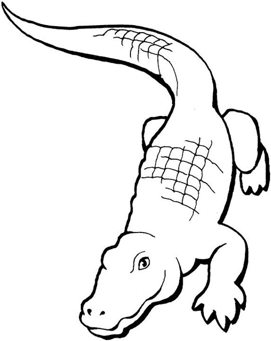 Un crocodil | Animale | Educatie | Copilul.ro
