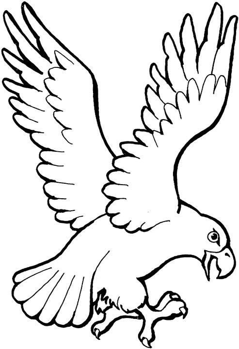 Vultur | Animale | Educatie | Copilul.ro
