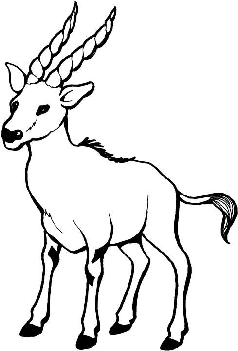 Cerb (2) | Animale | Educatie | Copilul.ro
