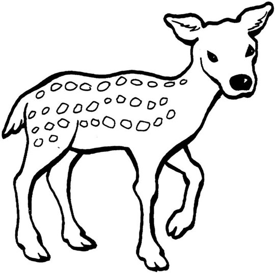 Caprioara (2) | Animale | Educatie | Copilul.ro