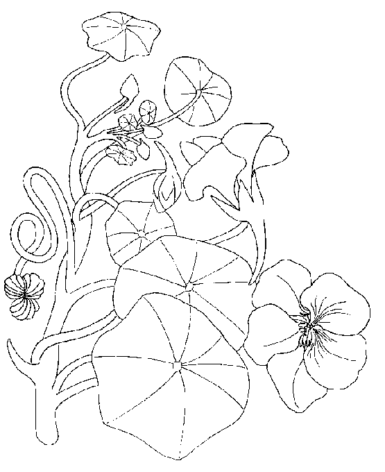 Panselute | Flori | Educatie | Copilul.ro