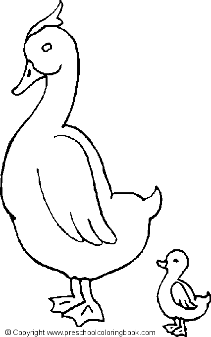 Rata cu pui (2) | La ferma | Educatie | Copilul.ro