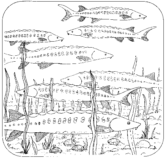 Pesti in apa | Pesti si animale de apa | Educatie | Copilul.ro